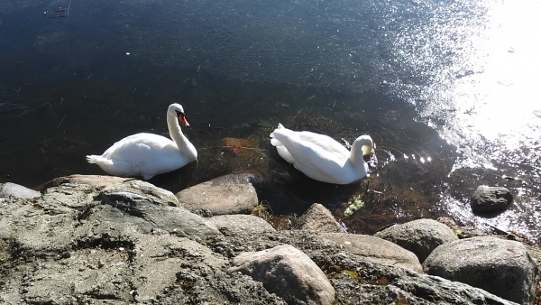 Meelespea lasteaed - Naksitrallid kevadet otsimas | Tallinn