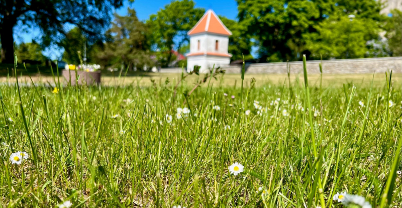 Pirital peatatakse põuaperioodi tõttu niitmine linna haljasaladel | Tallinn