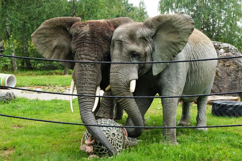 Loomaaed tähistab oma sünnipäeva meeleoluka loodushariduspäevaga | Tallinn