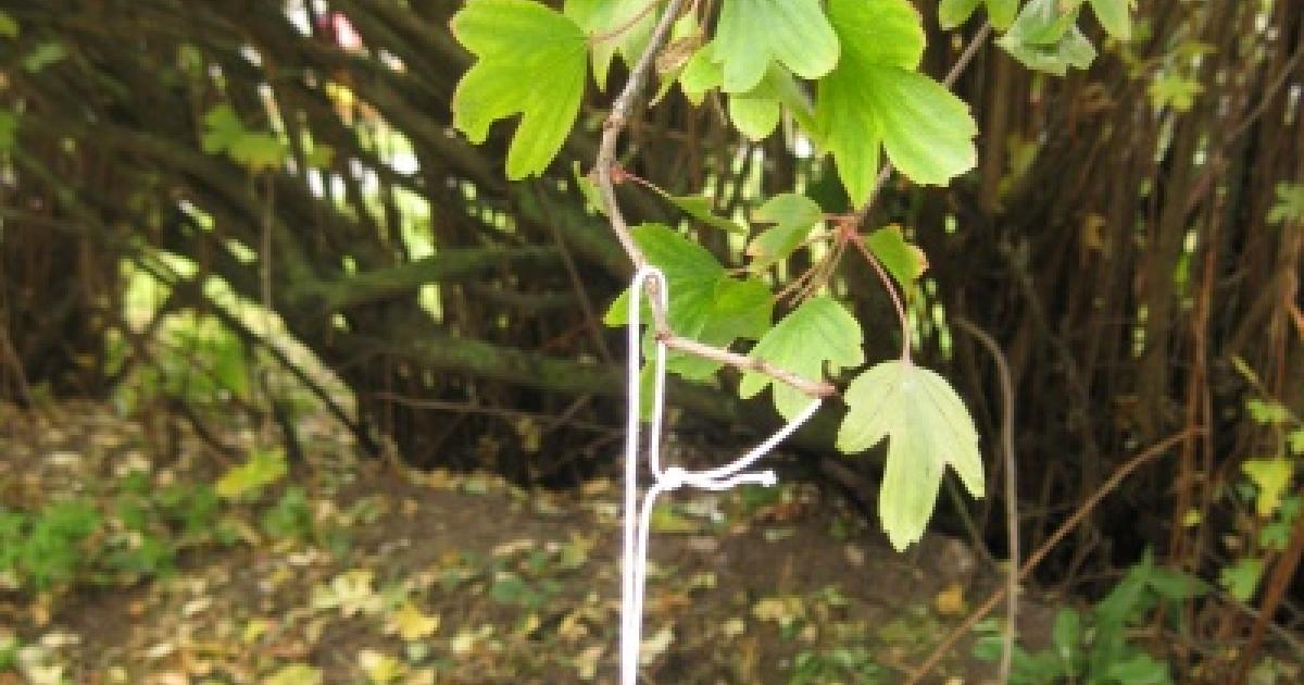 Tuule Lasteaia pildialbum - Tallinna Tuule Lasteaed | Tallinn