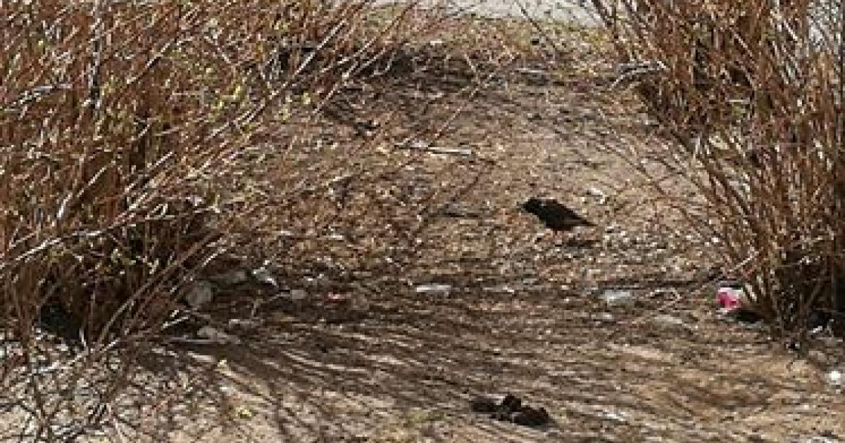 Meelespea lasteaed - Naksitrallide kevadeotsingud jätkuvad | Tallinn