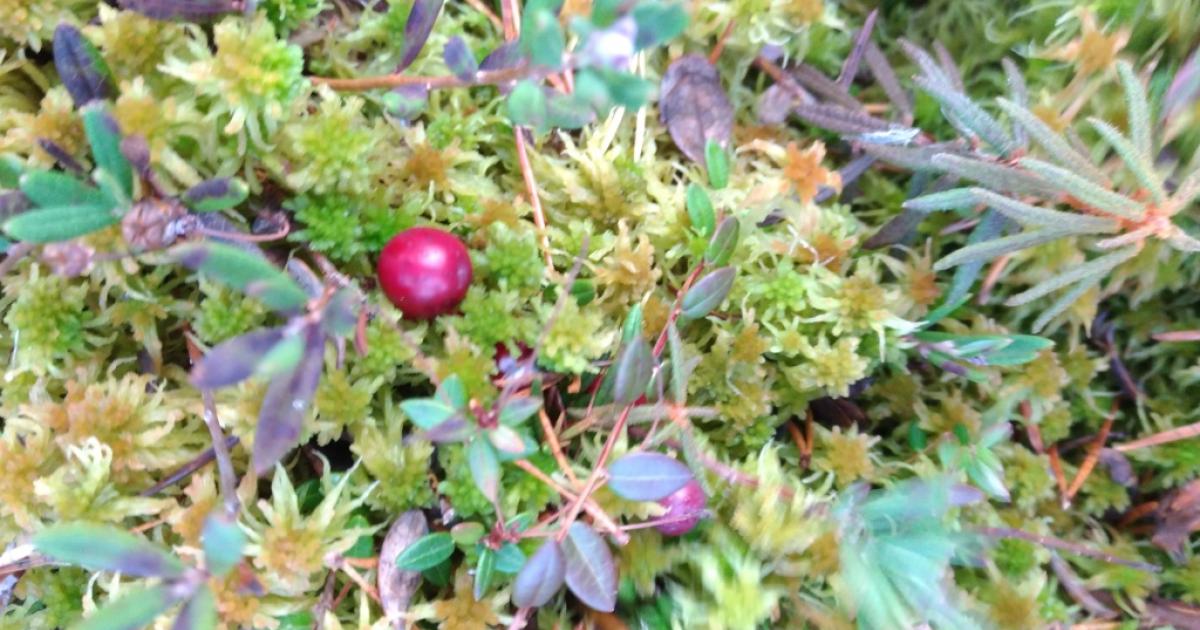 Meelespea lasteaed - Naksitrallid Muraste rabas | Tallinn