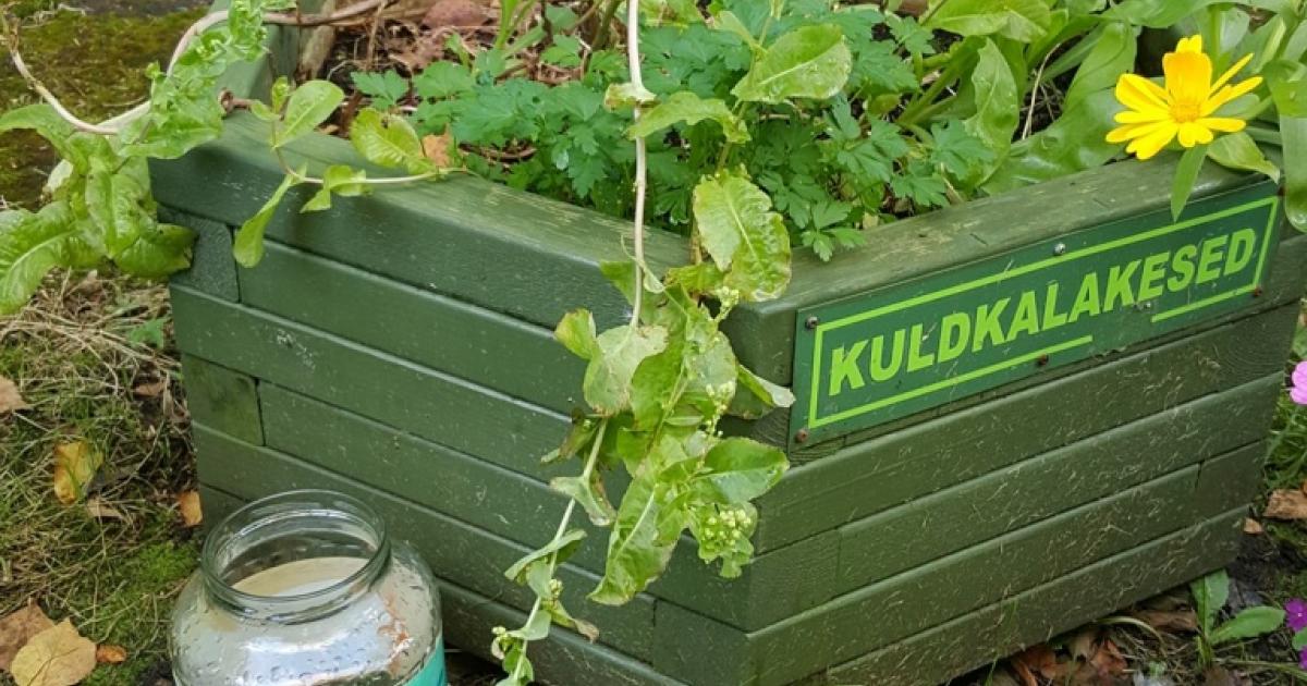 Meelespea lasteaed - Kuldkalakeste ja Mesimummide ilmavaatlusnädal 2020 ...