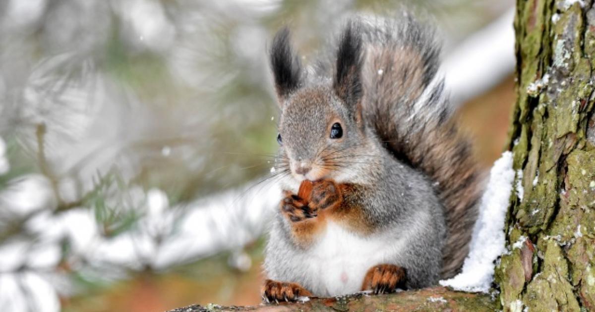Fotokonkursi "Talv Mustamäel " rahvalemmik on selgunud! | Tallinn