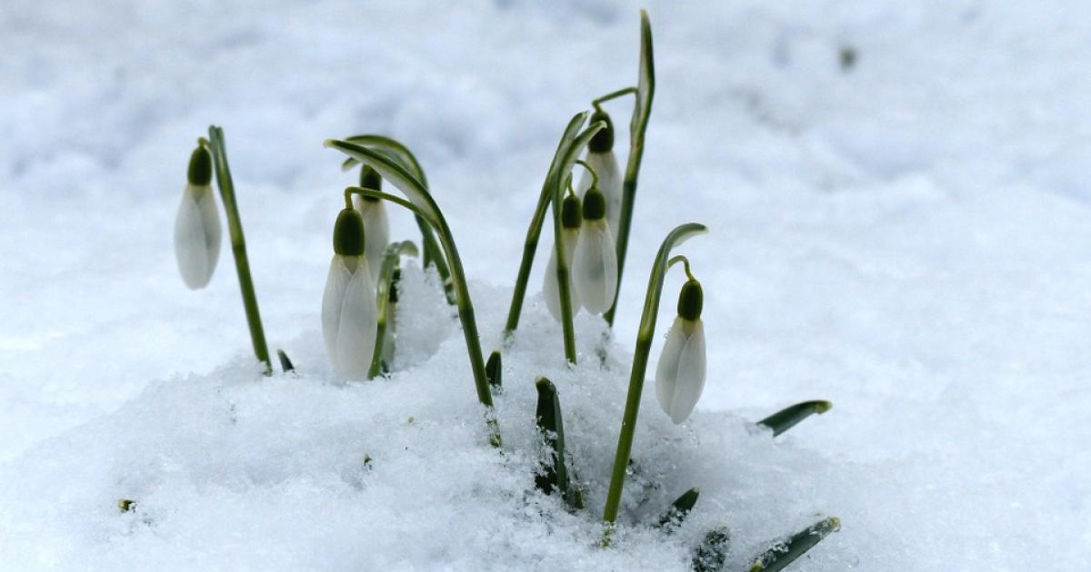Kevad algab pealinnas ohtra lumesajuga, teedel võib olla jäidet | Tallinn