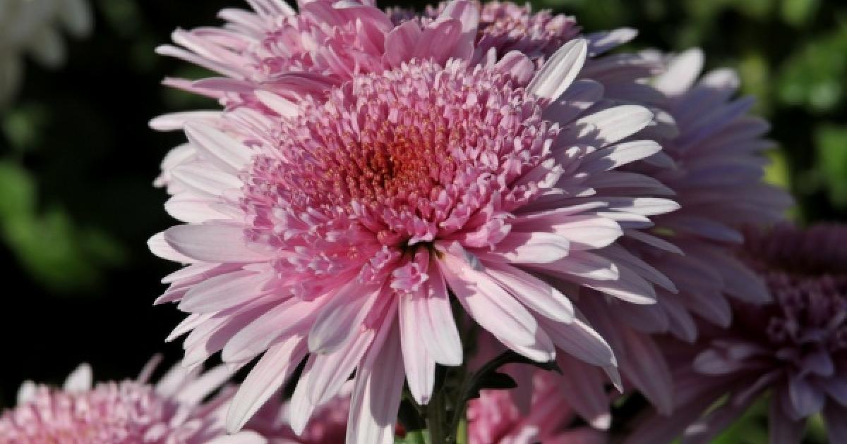 "Koolieelsete munitsipaallasteasutuste kulude vanemate poolt kaetava ...