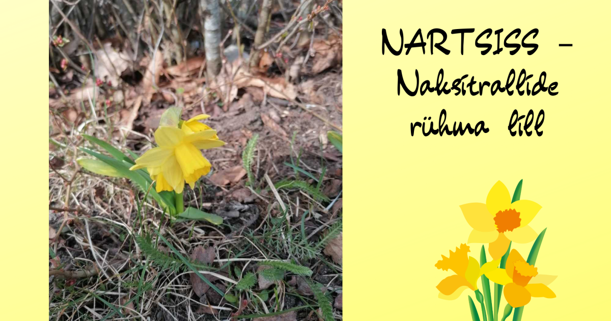 Naksitrallide rühma lill hakkas õitsema! | Tallinn