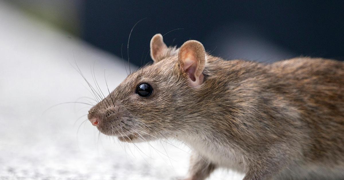 Lasnamäe Linnaosa Valitsus alustab taaskord rotitõrjega linnaosas | Tallinn