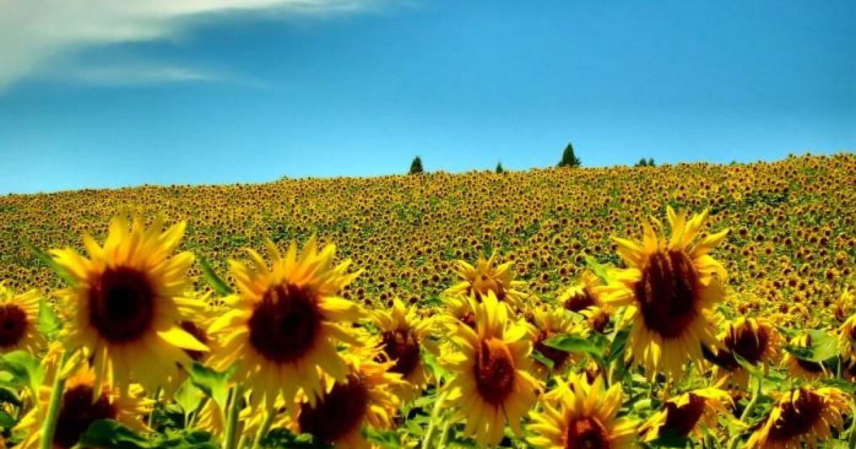 Kollektiivpukus Mutionu lasteaias | Tallinn